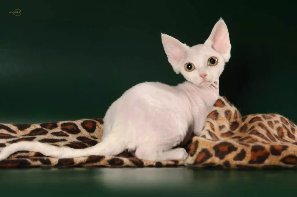 Devon Rex là một con mèo yêu tinh.