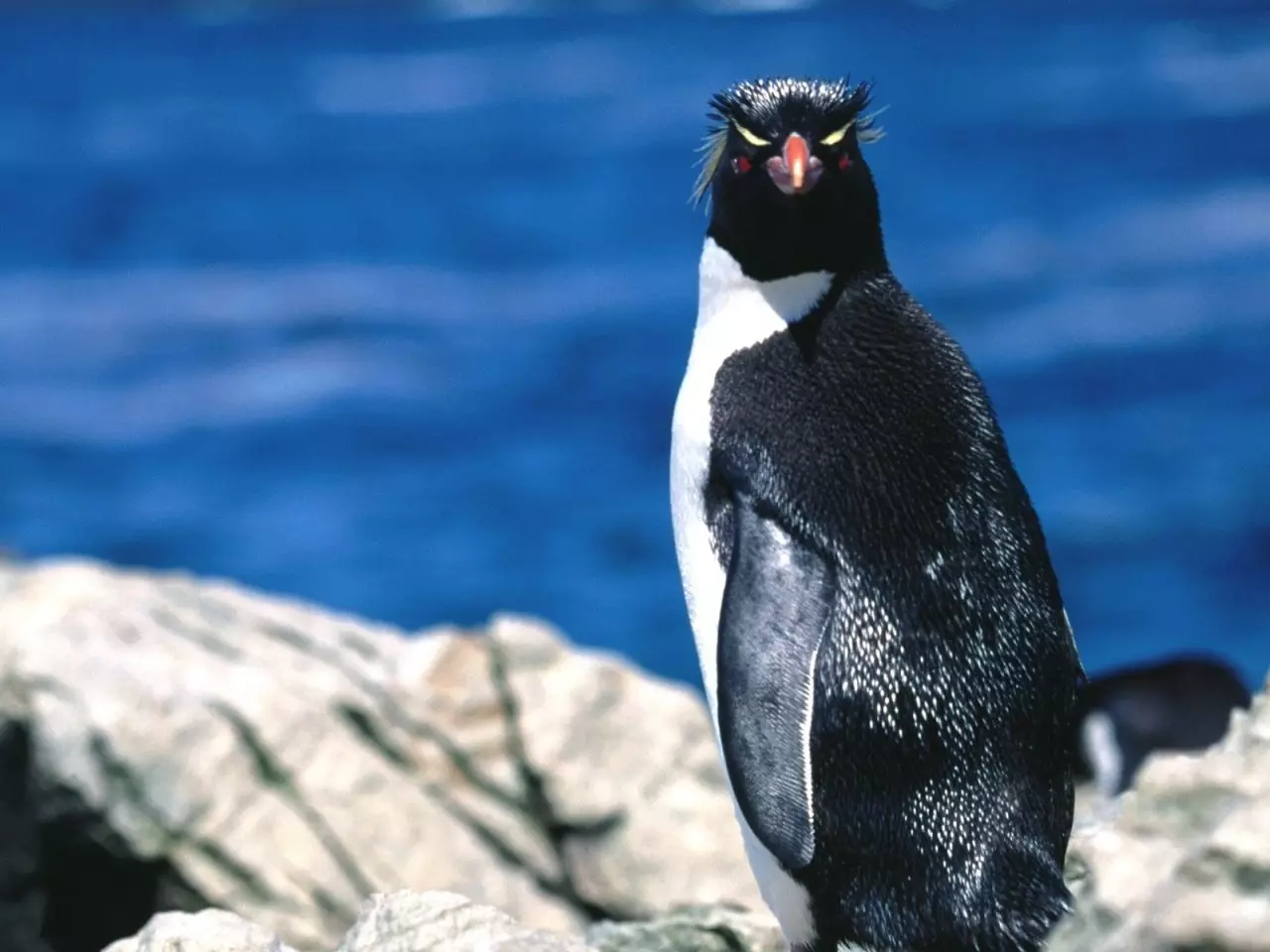 新西伯利亚动物园将开设企鹅馆