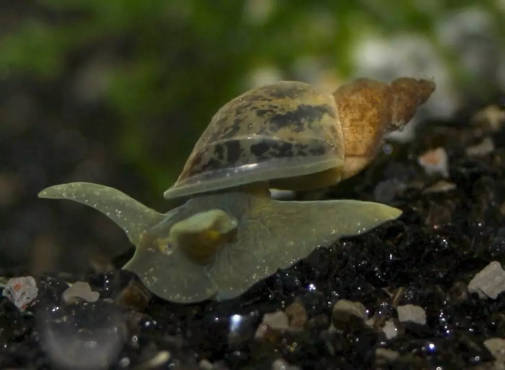 池塘蜗牛是水族馆管理员。