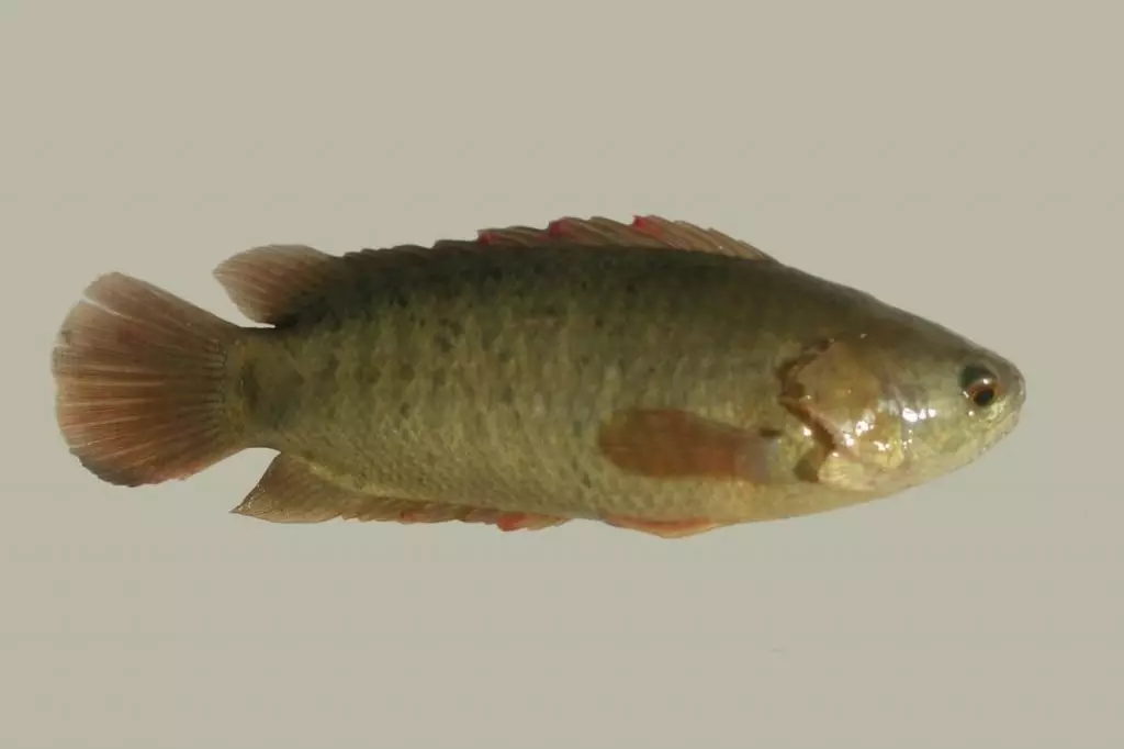 Bueskydsfisk (Toxoter).