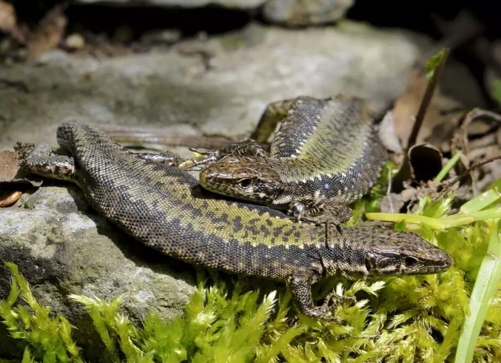 Bergödlor är invånare i terrarier.