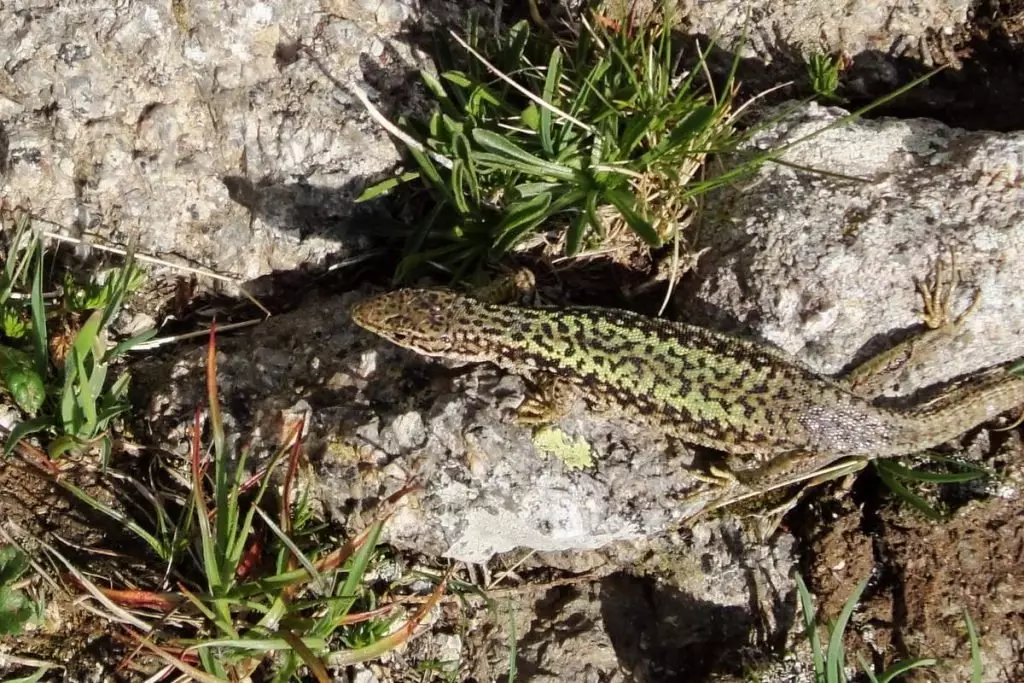 Manliga stenödlor utmärks av en ljusare färg.