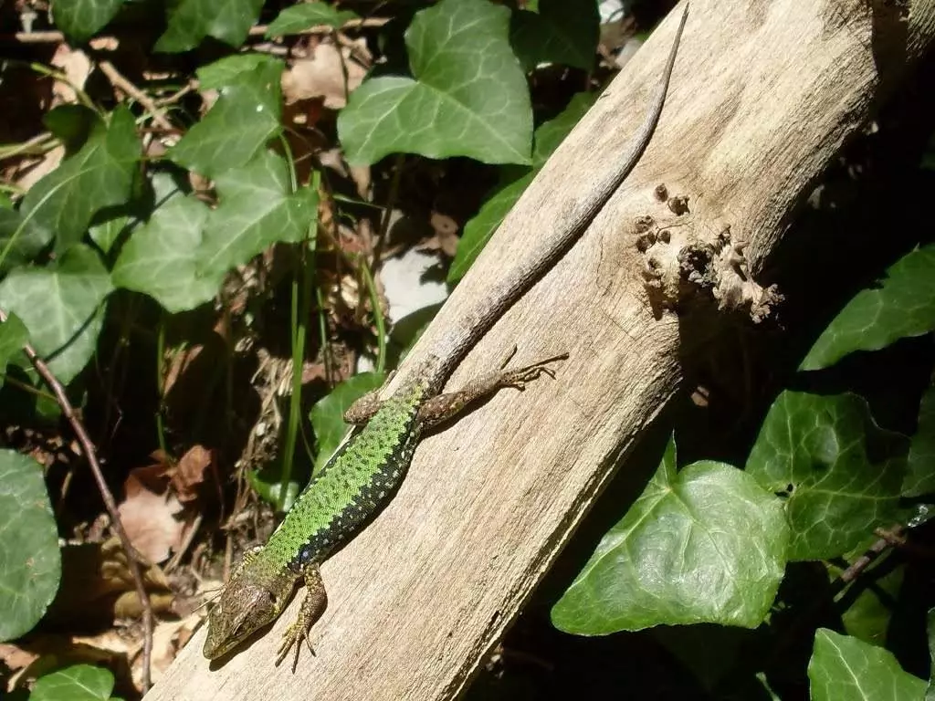 Läs riktlinjerna innan du bestämmer dig för att behålla en ödla i ditt hemterrarium.