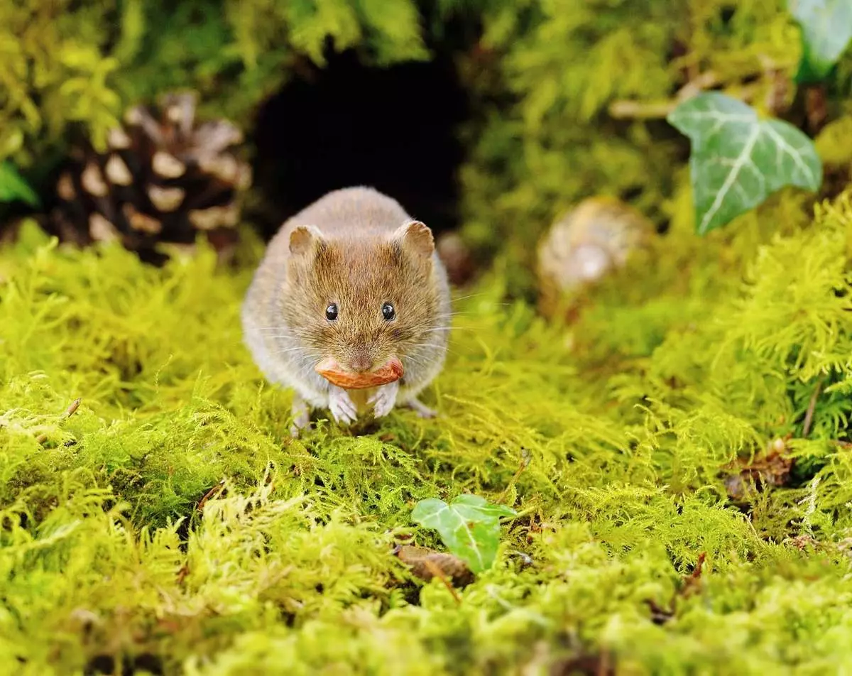 与大多数田鼠不同，在森林田鼠中，臼齿有根。