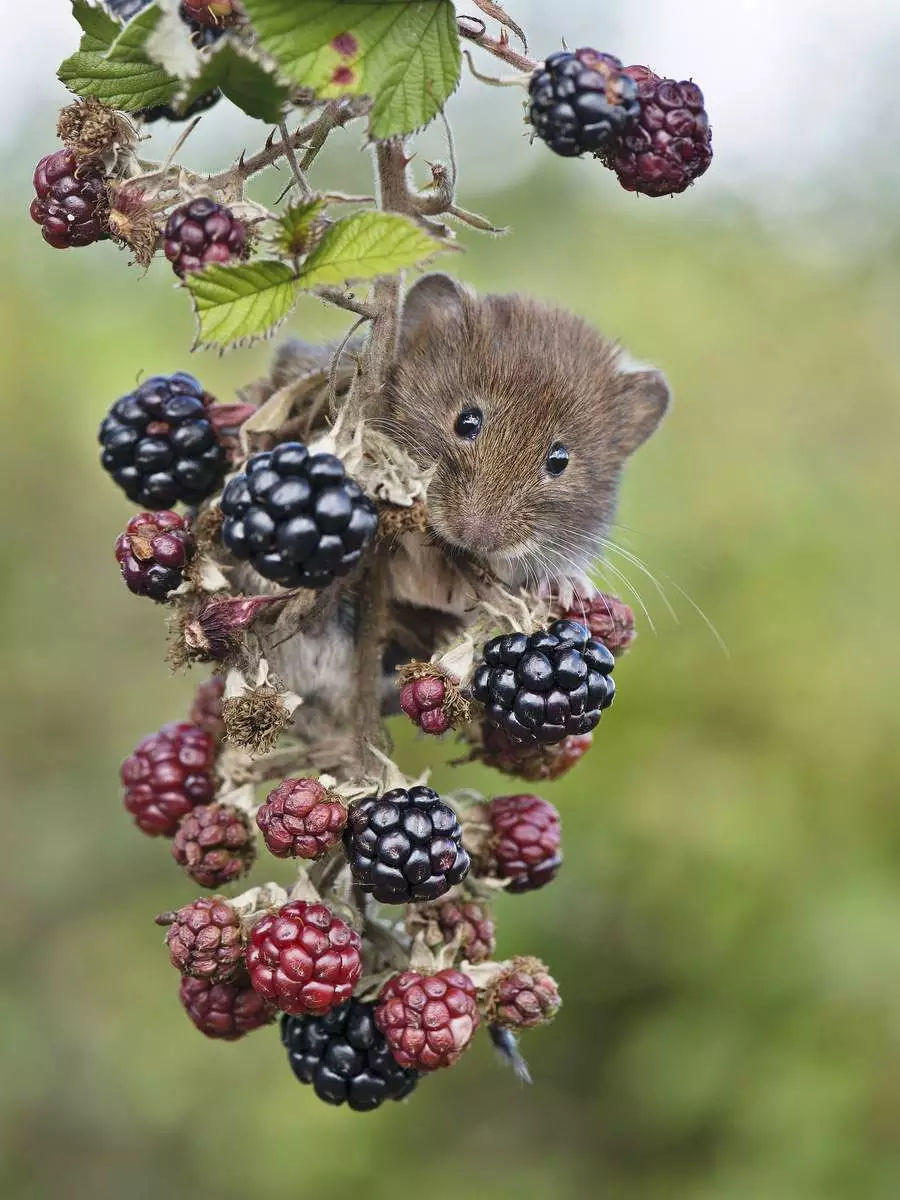 Forest voles are good at climbing bushes and trees.