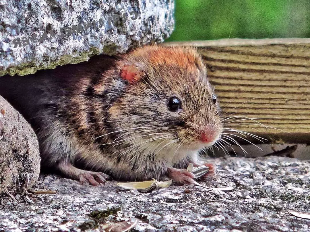 Orman fareleri, kürklü hayvanlar, özellikle sansarlar için önemli bir besin kaynağıdır.