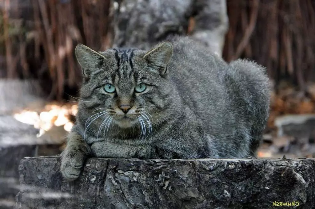 Wild forest cats are common in Europe and the Caucasus.