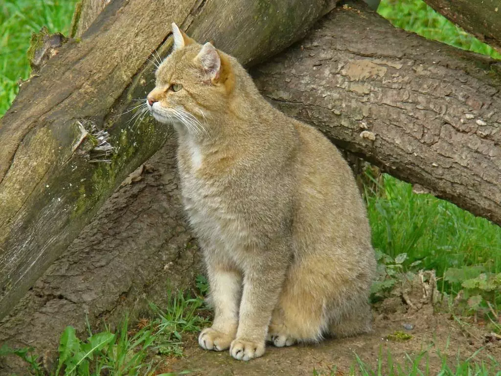 Wild forest cats have sharp claws and strong legs.