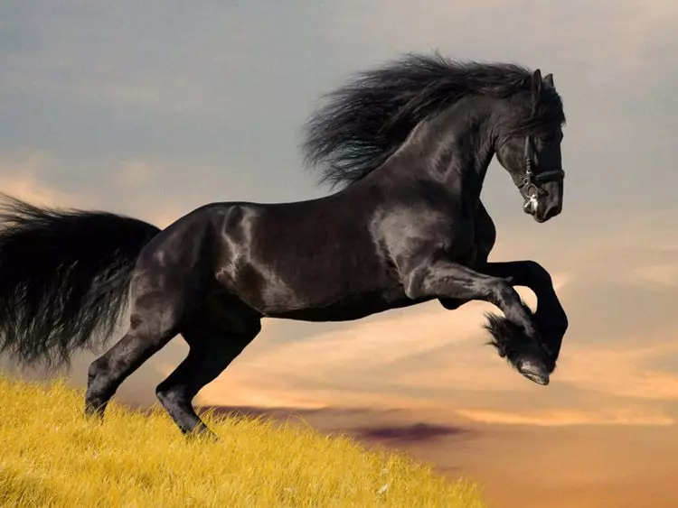 Фризийски кон: Потомък на келтски коне.