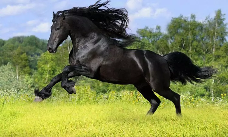 Modern Friesian atlarının sadece siyah bir takım elbisesi var.