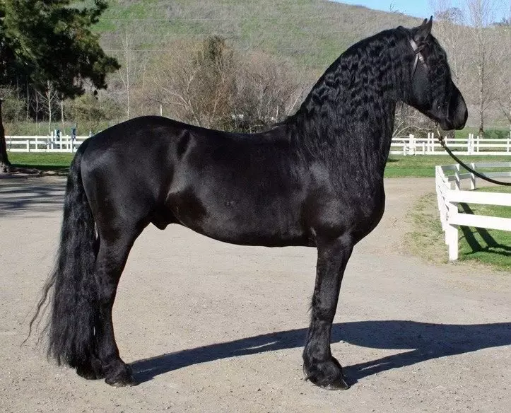 फ्रिझियन घोड्यांचे केसांचे विलासी डोके आहे.