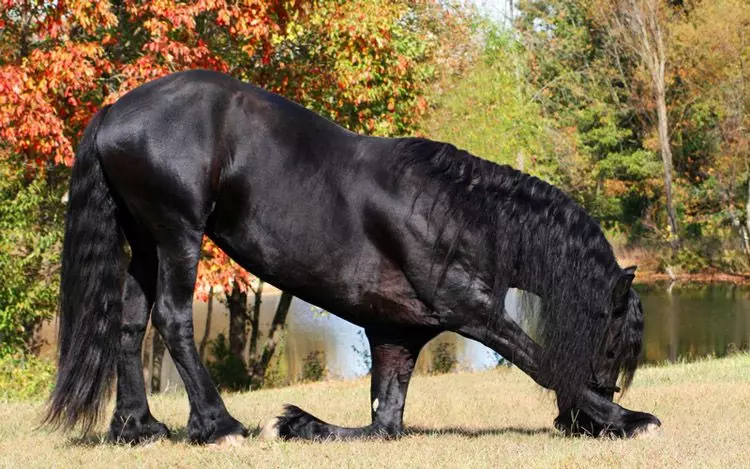 Friesian घोड़ों में एक ऊर्जावान स्वभाव होता है।