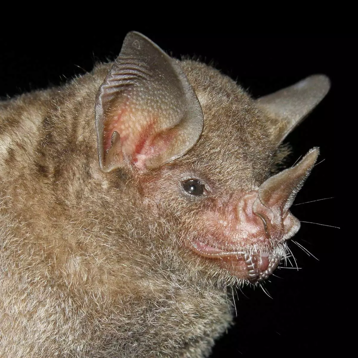 Pembawa daun berbintik-bintik (Carollia perspicillata).