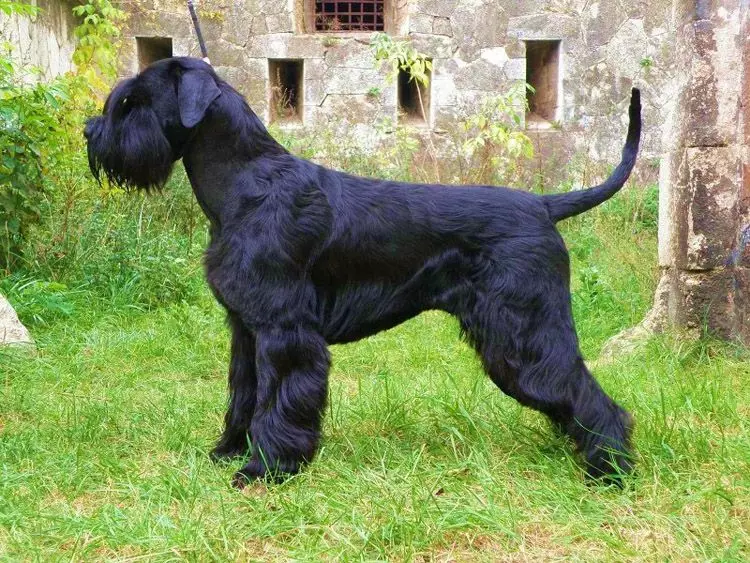 Schnauzer raksasa.