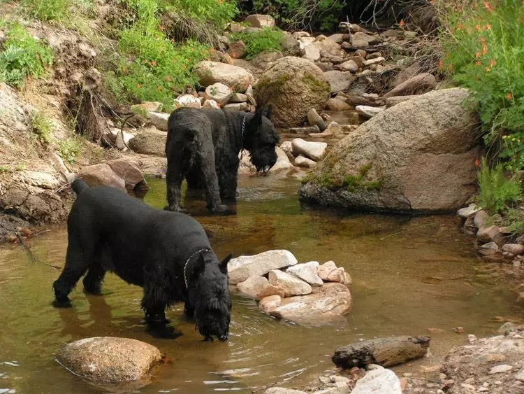 Na mbụ Giant Schnauzers bụ ndị ọzụzụ atụrụ na ndị dinta.