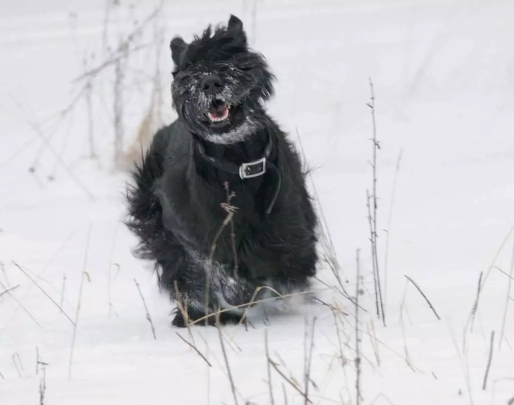 巨型雪納瑞犬是具有移動特性的狗。