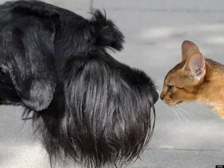 Giant Schnauzers bi heywanên din re baş li hev dikin.