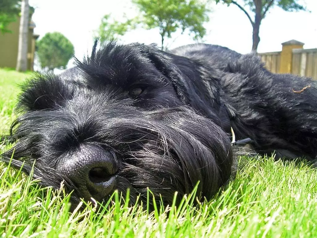 Giant Schnauzers ali ndi ndevu zazitali, nsidze ndi ndevu.