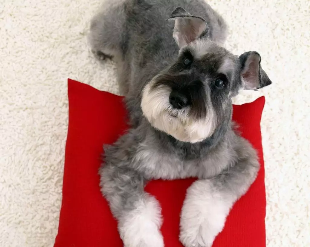 Rengê schnauzer