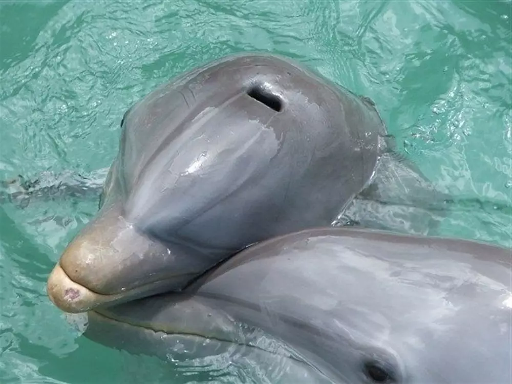 Li-dolphin li sareloa joaloka batho.