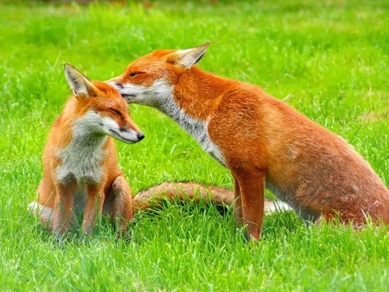 ቀይ ቀበሮ (Vulpes vulpes)።