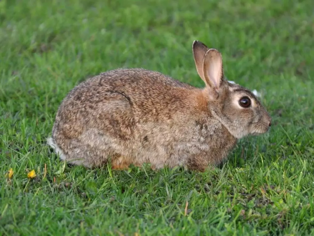یورپی خرگوش گھریلو خرگوشوں کا جنگلی اجداد ہے۔