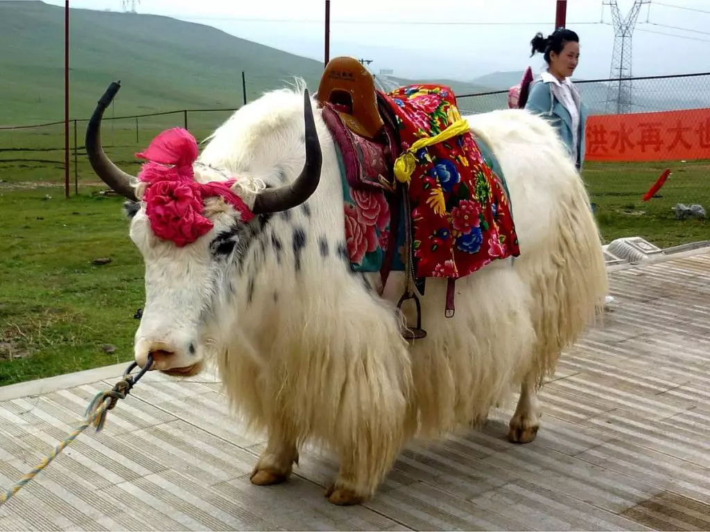 Yak (Bos Grunniens).