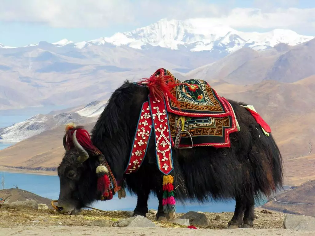 Yaks jẹ awọn ẹranko ti o lagbara.