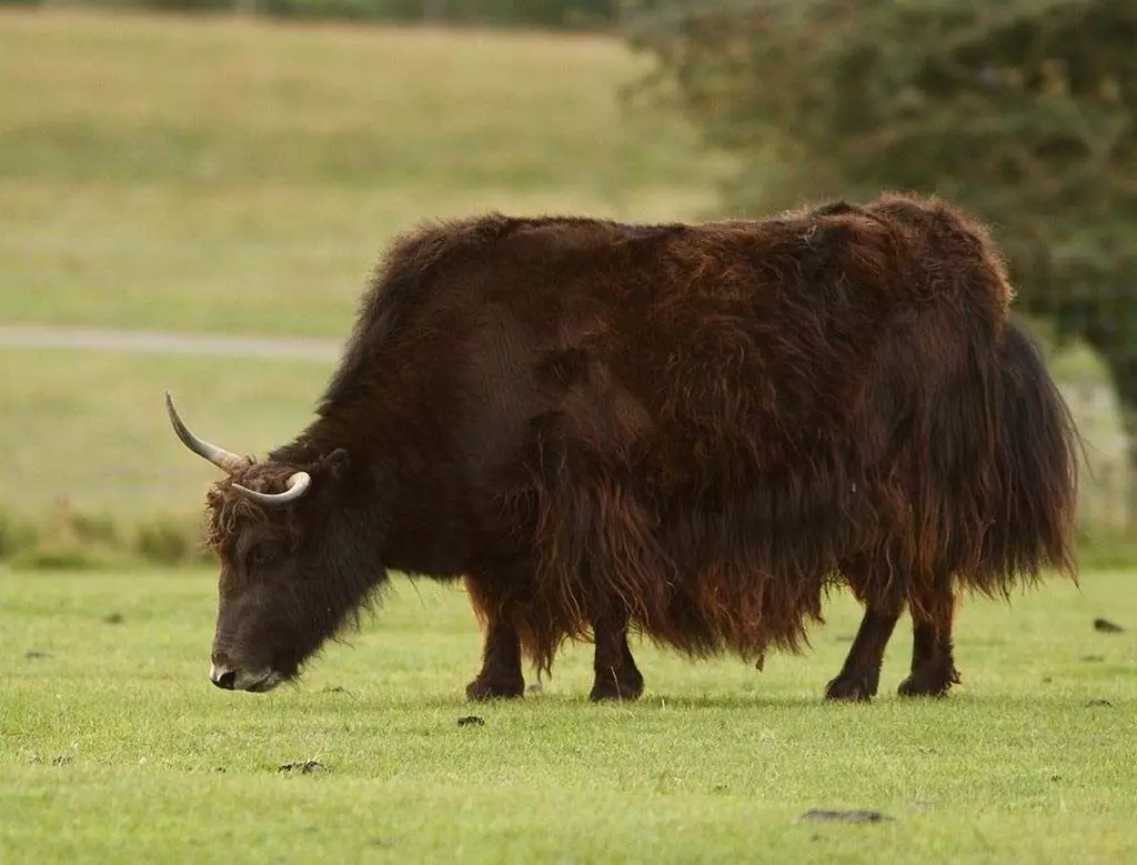 Yaks sind wild und heimisch.