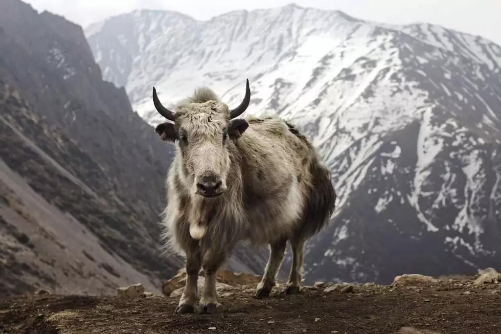 Yaks greifen oft Menschen an.