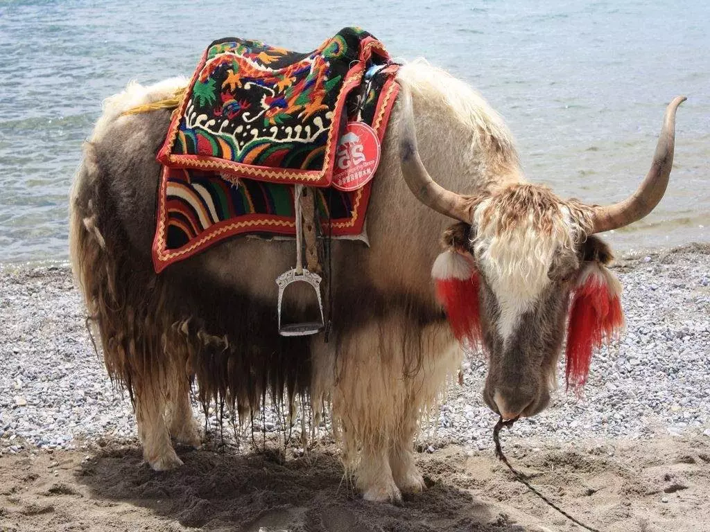 Yaks sind unprätentiös im Essen.