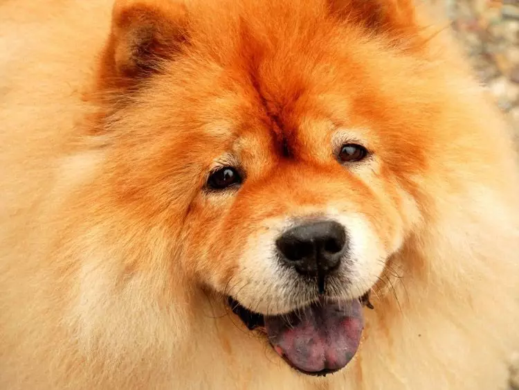 Chow Chow.