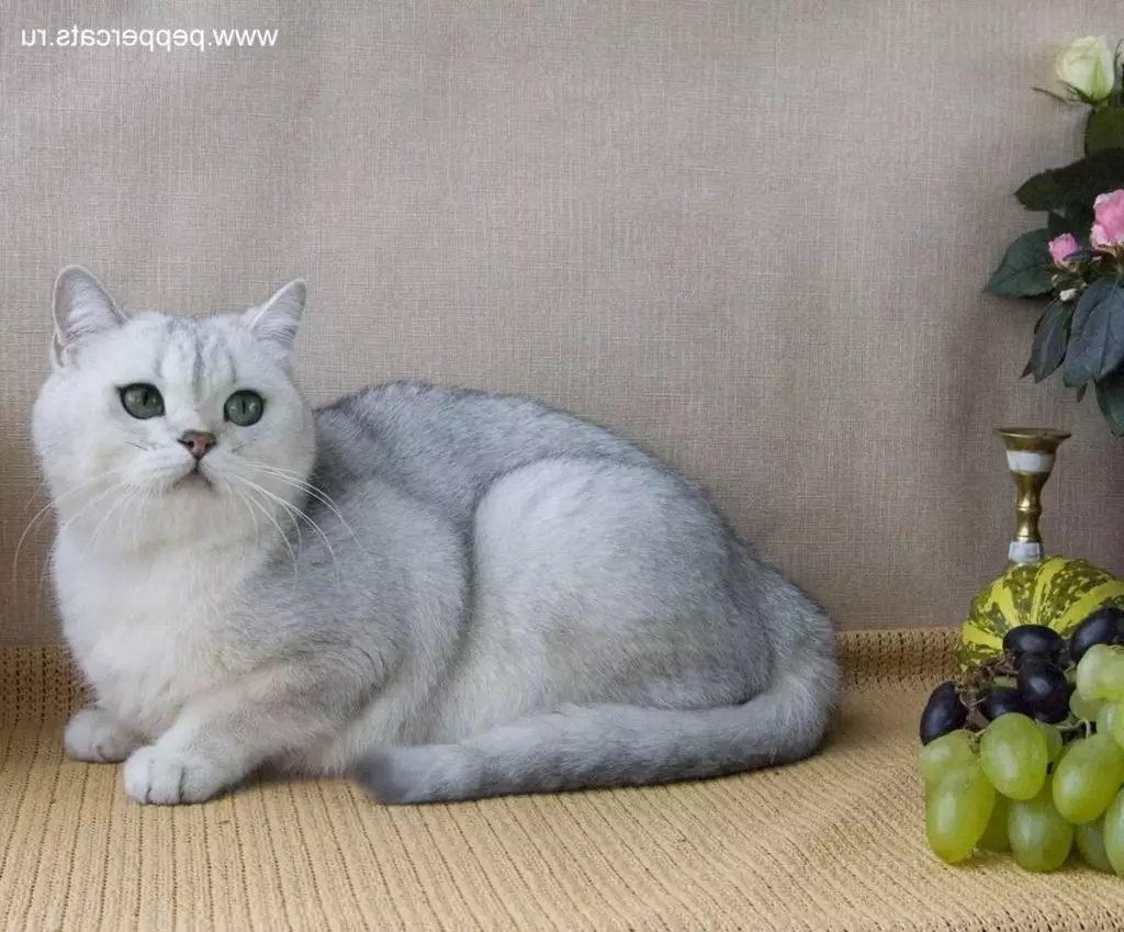 Kucing shorthair Inggeris adalah daya tarikan yang lembut.