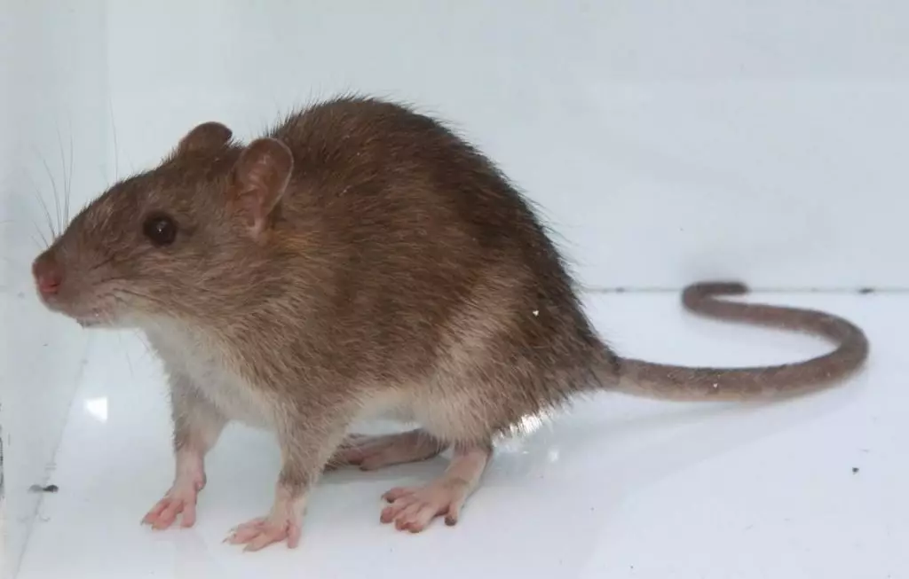 Miu gri (Rattus norvegicus).