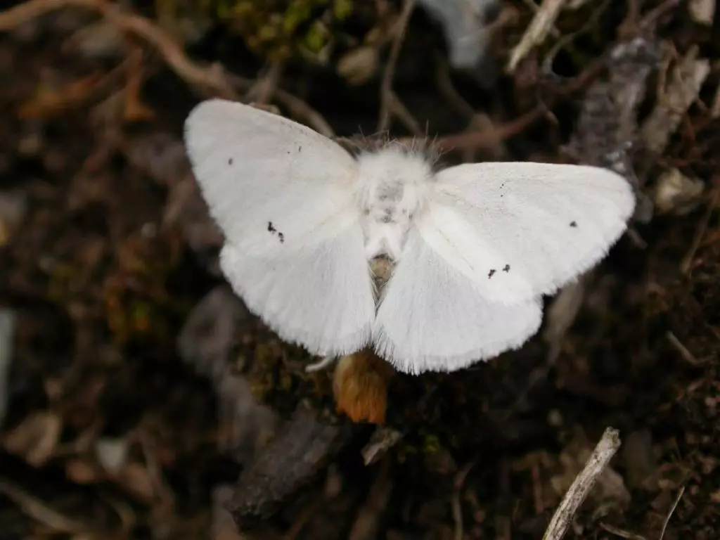 Goldtail (Euproctis chrysorrhoea).