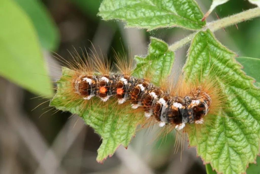 Caterpillar sa usa ka goldtail.