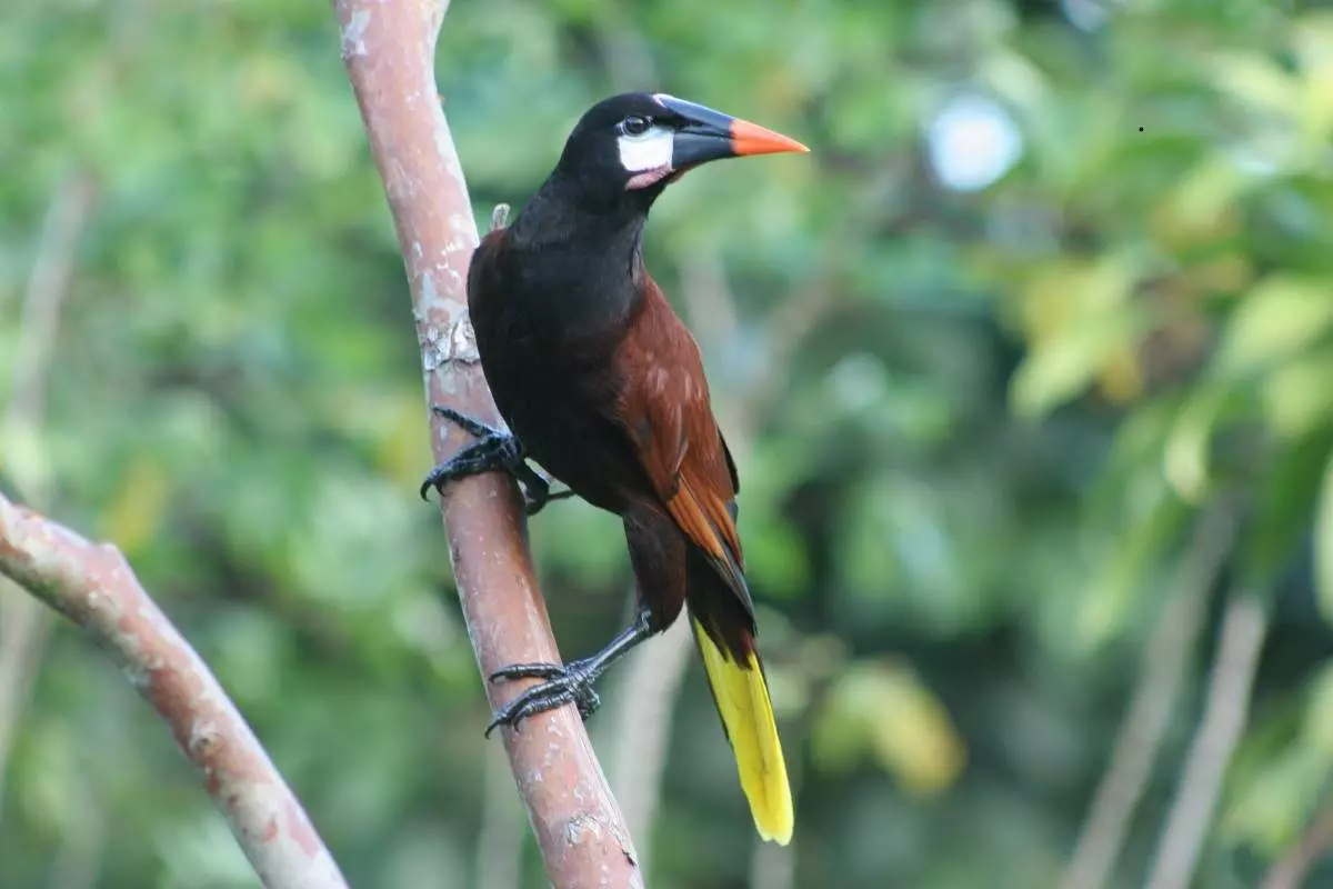 Oropendola-Montezuma (Psarocolius montezuma).