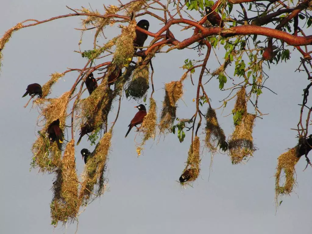 Oropendola Montezuma se rozmnožuje v koloniích s asi 30 hnízdy.