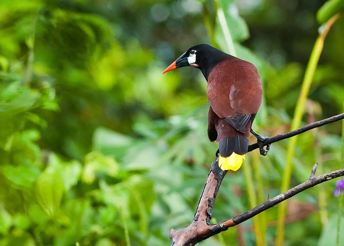 Peří Oropendola-Montezuma používá místní obyvatelstvo.