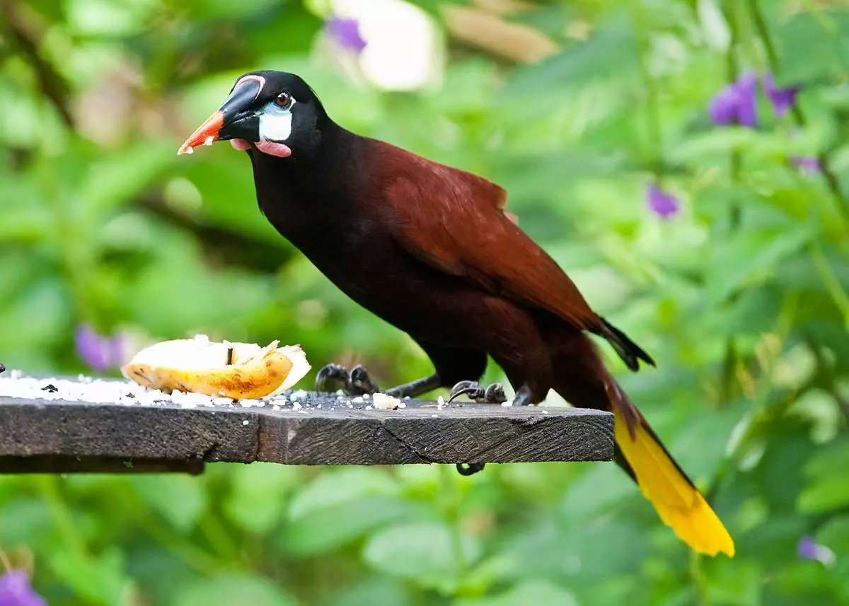 Mezi milovníky ptáků je Oropendola Montezuma ceněna pro krásu peří a hlasitý pláč.