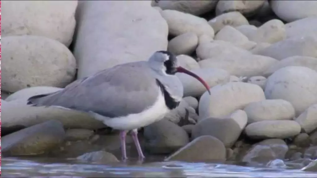 L-għasfur sicklebeak huwa rappreżentant mhux tas-soltu tal-waders.