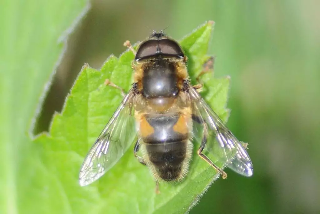 Hoverflies de furnică (Microdon).