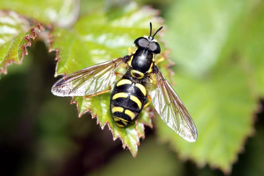 Hauv cov genus ntawm ntsaum hoverflies, muaj txog 38 hom.