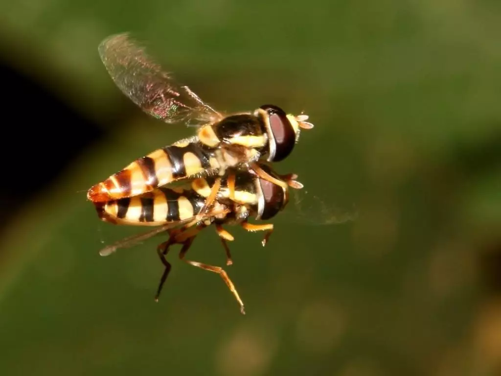 Împerecherea hoverflies.