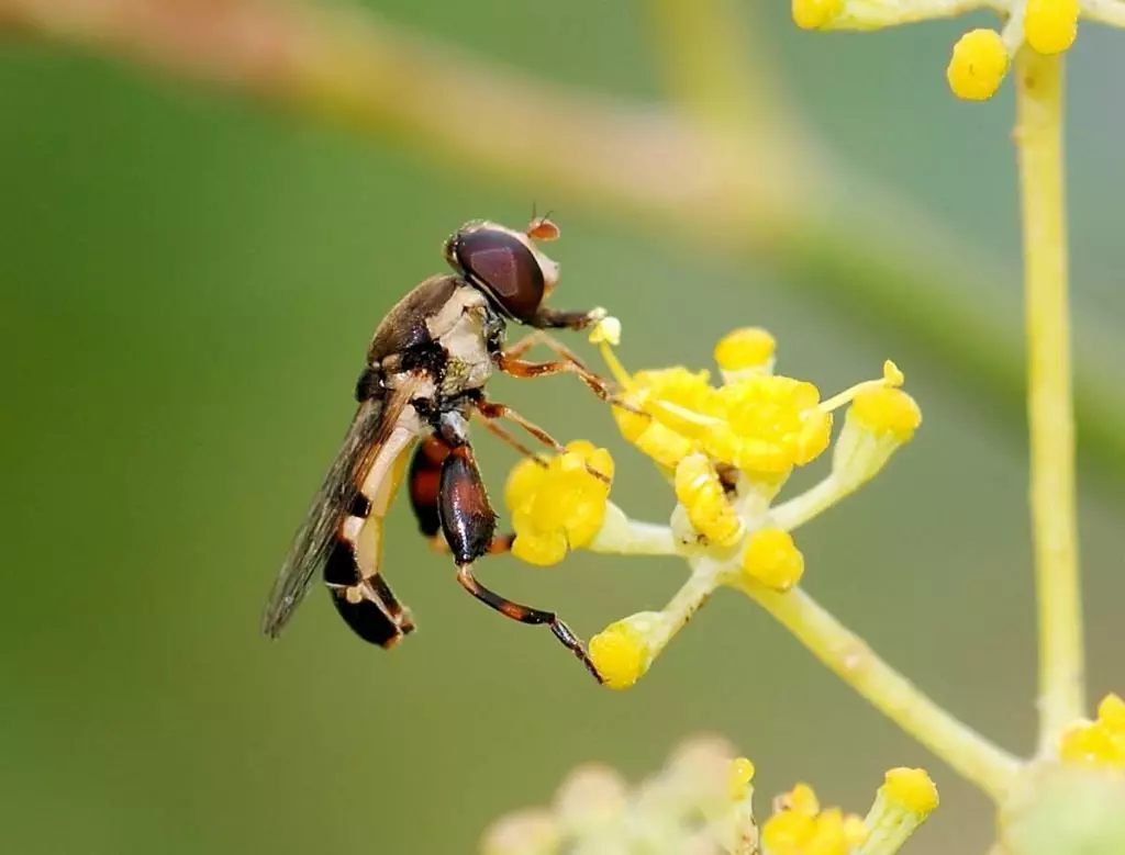 Ntses hoverflies muaj kev sib deev dimorphism.