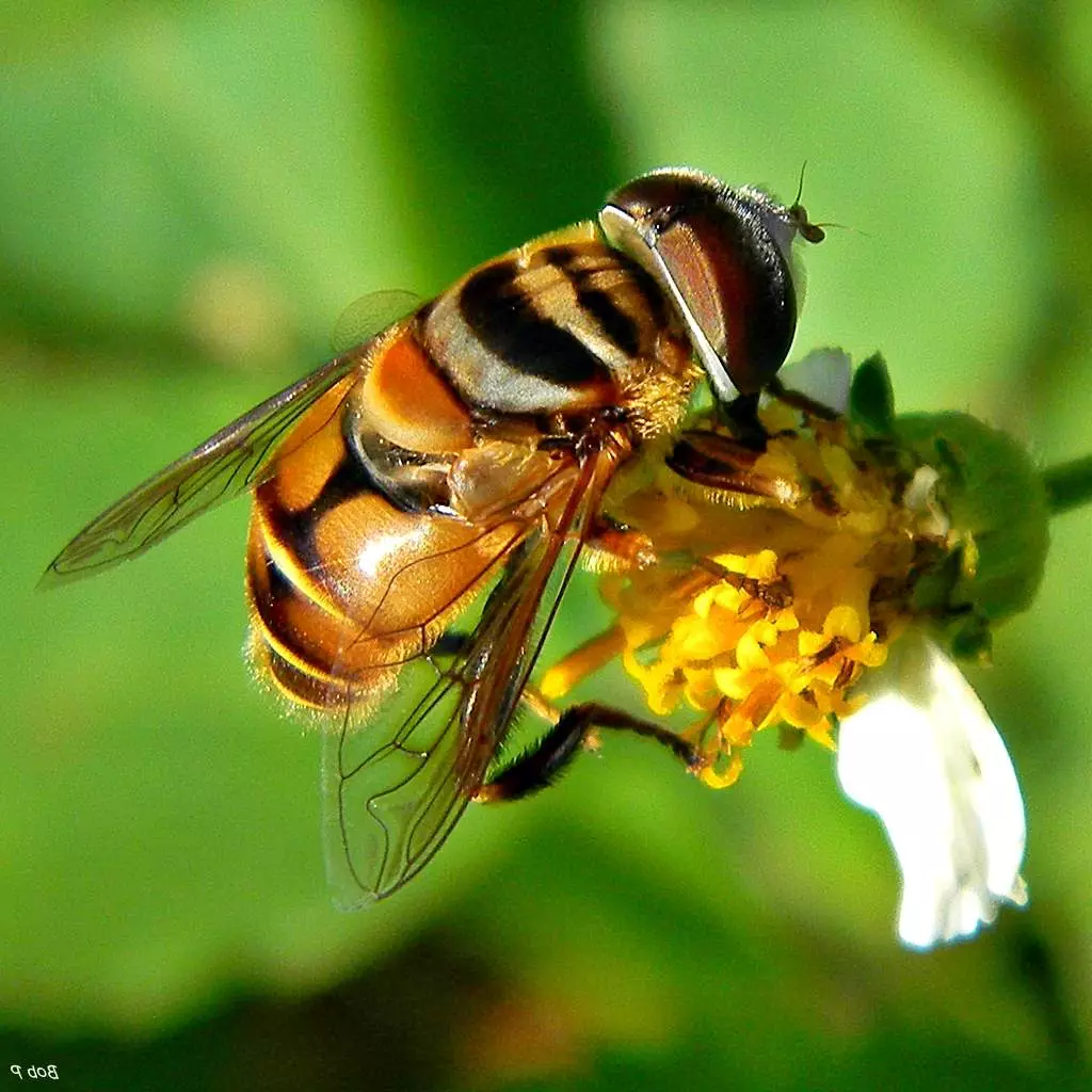 Ib tus neeg laus ntsaum hoverfly.