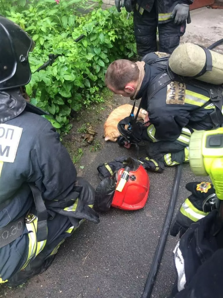 In St. Petersburg, firefighters rescued a cat