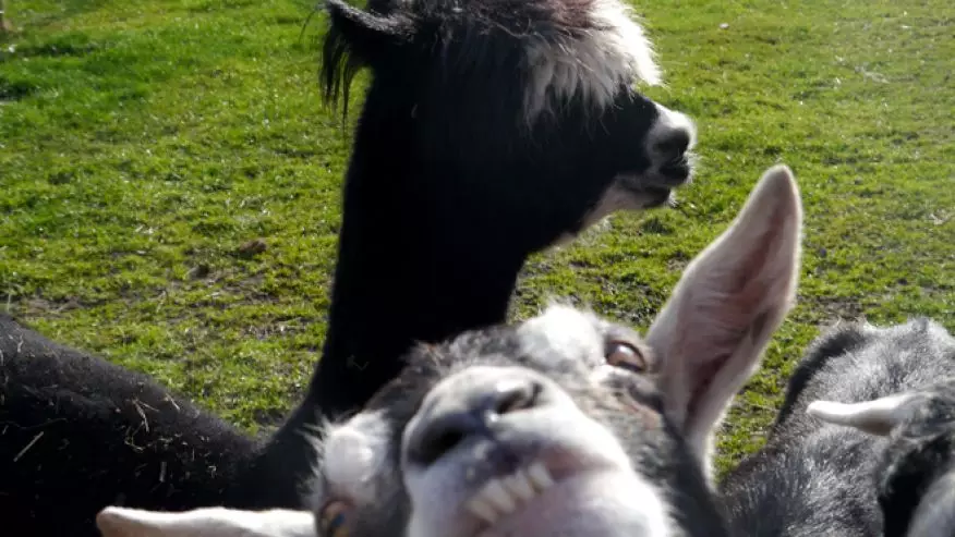 Alpaca je zvijezda dobrog hica.