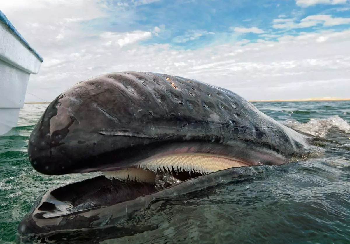 Drony přizpůsobené ke sledování šedých velryb