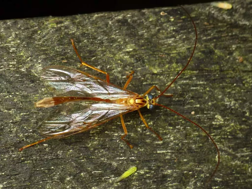 Geitungabílar eru vísindalega nefndir Ichnevmonoid knapar.